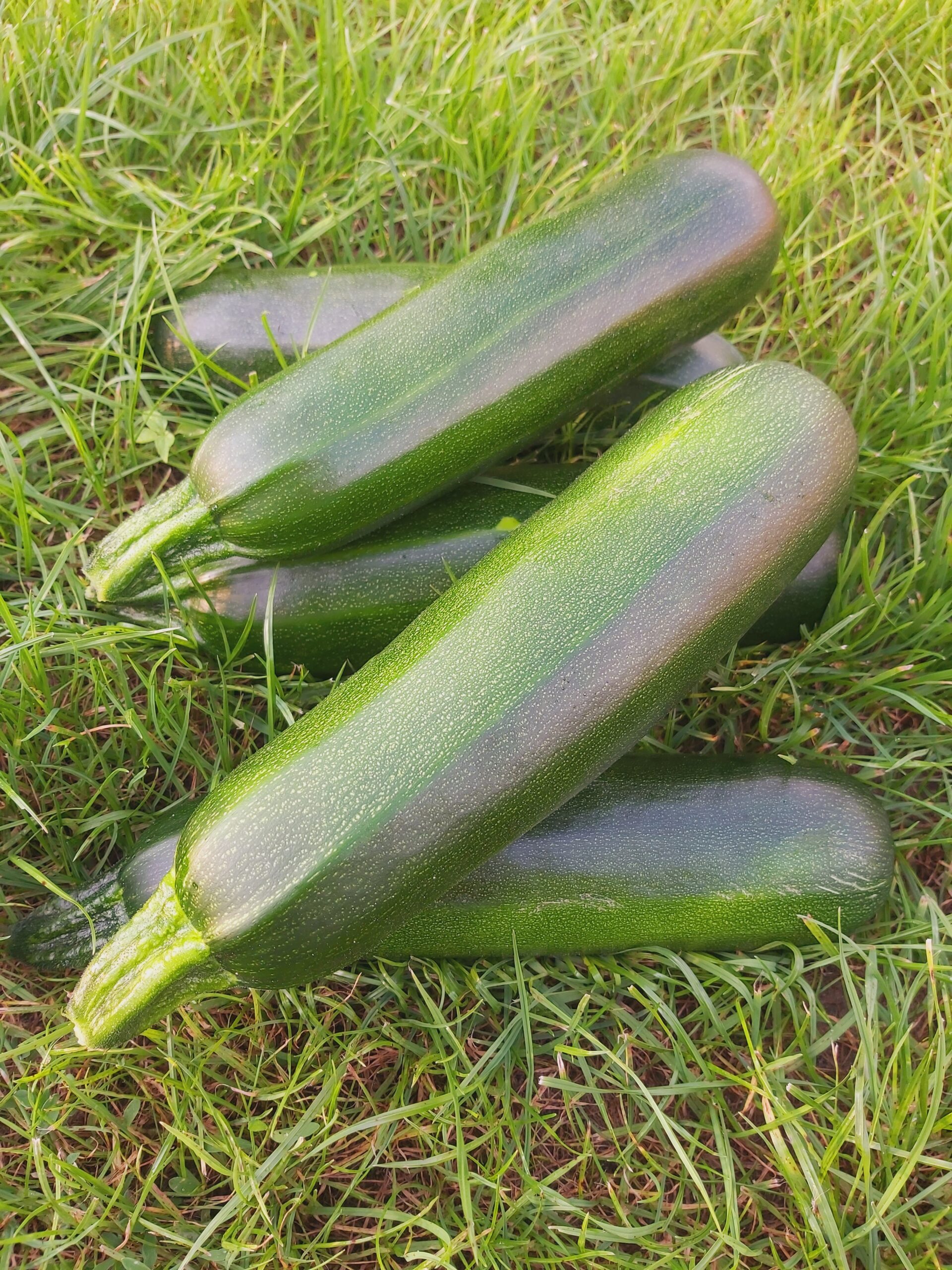 Cukinia średnia – Produkty z Farmy